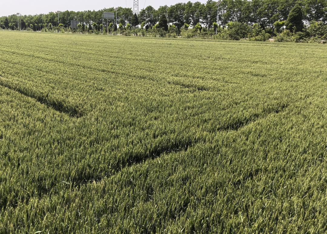 Drought, high temperature, and dry hot winds, how can we achieve a good ...
