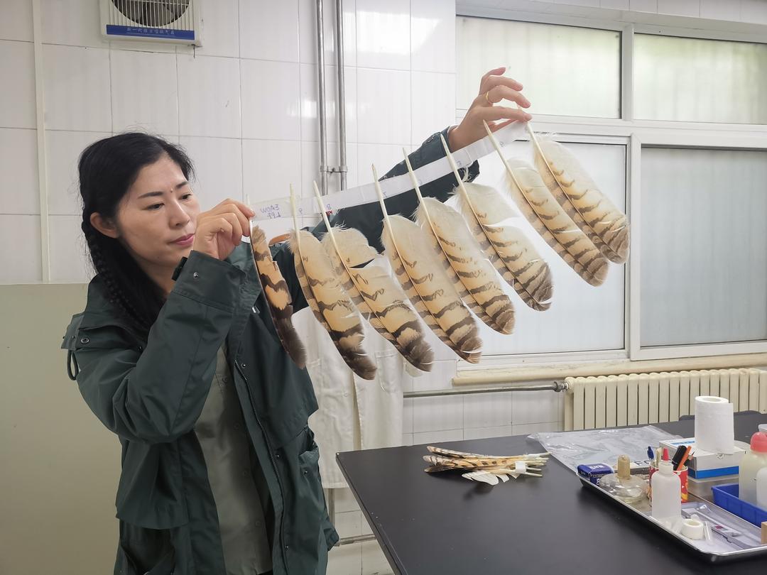 Feather bank helps birds of prey return to the skies - iMedia