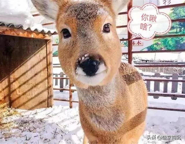 "Silly Roe Deer" has become a new Internet celebrity in Northeast China ...