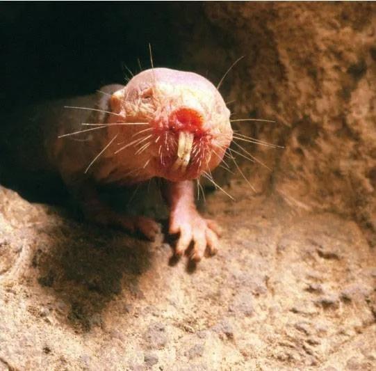 The most peculiar social structure, the hairless mole, in this ...