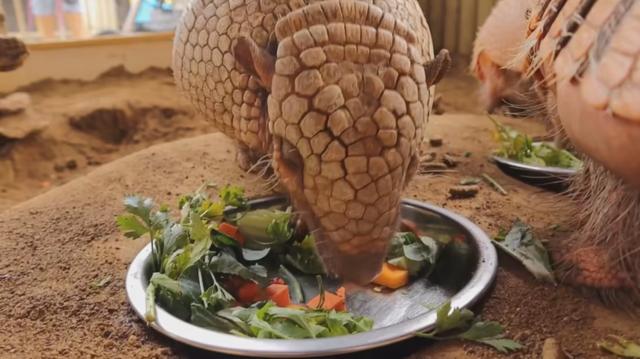 New armadillo 'bomb' arrives at park to find a mate, attracting local ...