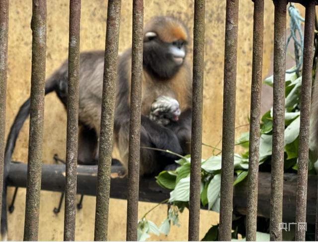 The "Earth's Only Son" has a new addition to the Guizhou golden monkey ...