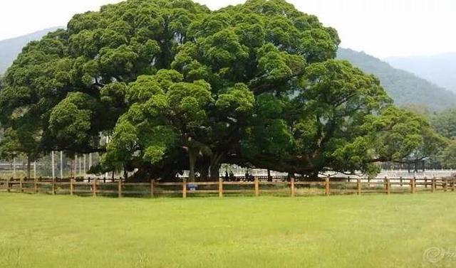 China's largest, thickest and tallest tree - iMedia