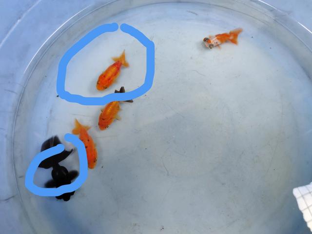 Why are goldfish without dorsal fins prone to back congestion, while ...