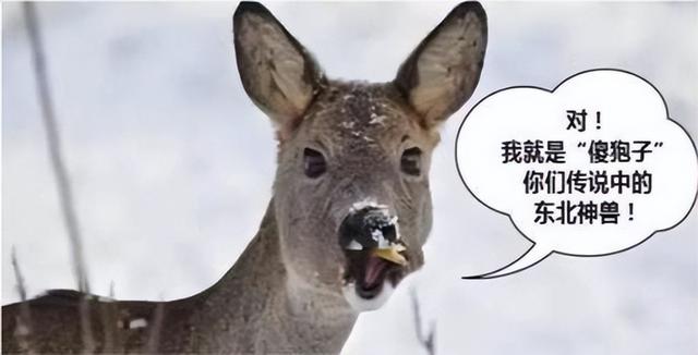 The Northeast mythical beast, the stupid roe deer, throws his arms ...
