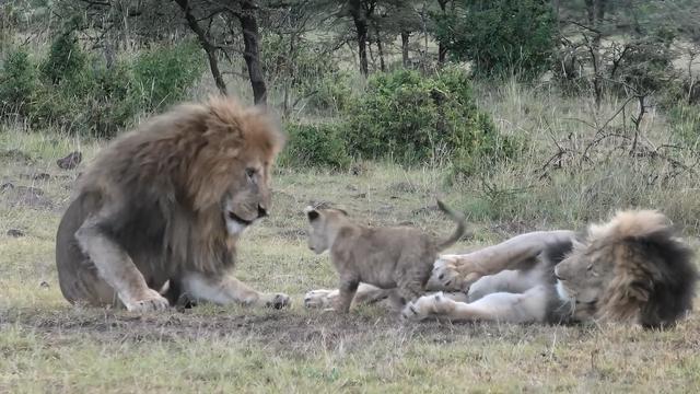The male lion is lying on the ground dozing, the naughty cub nibbles ...