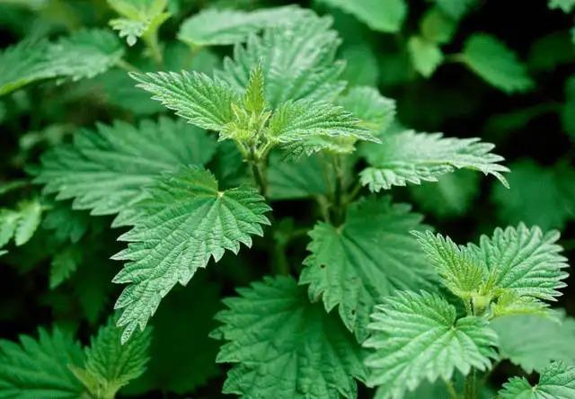 This weed can bite people, it is called "biting grass", but hot pot is ...