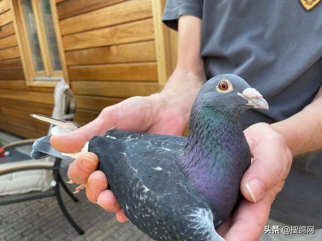 The five-country warrior pigeon sings in the sky and Marseille collects ...