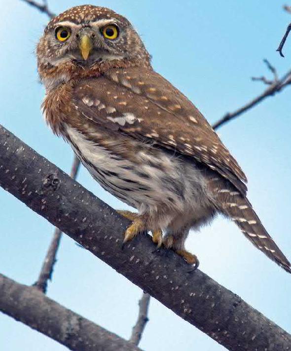 World Owl Encyclopedia (Xia Ha Dwarf Owl) - iMedia