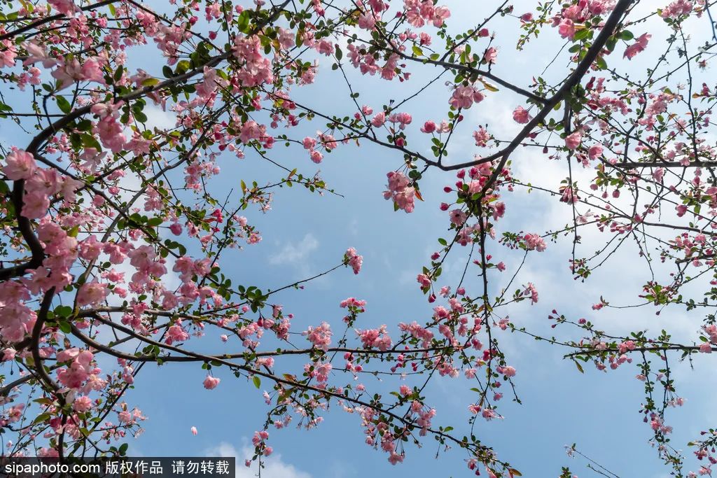 Please check this guide for spring flower viewing in Shunyi! - iNEWS