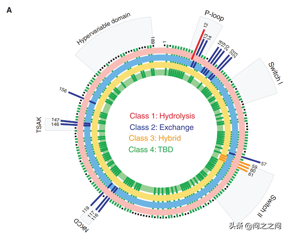 Classification of KRAS Activating Mutations and Implications for ...