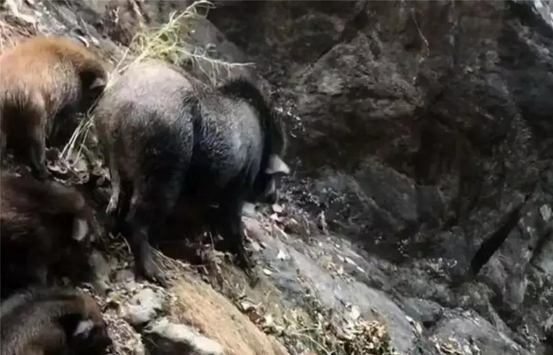 A Himalayan wild boar led nine piglets to break out of the encirclement ...