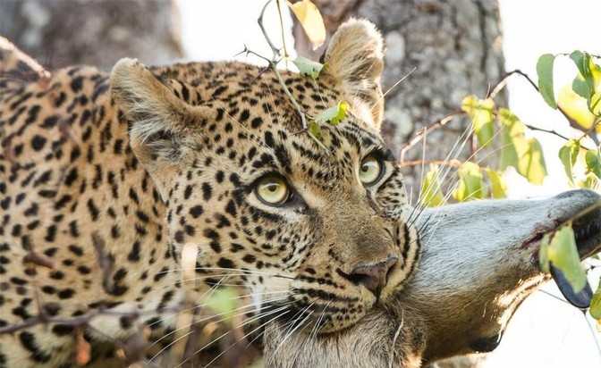 A North China leopard in Taihang Mountains was scratched on the face by ...