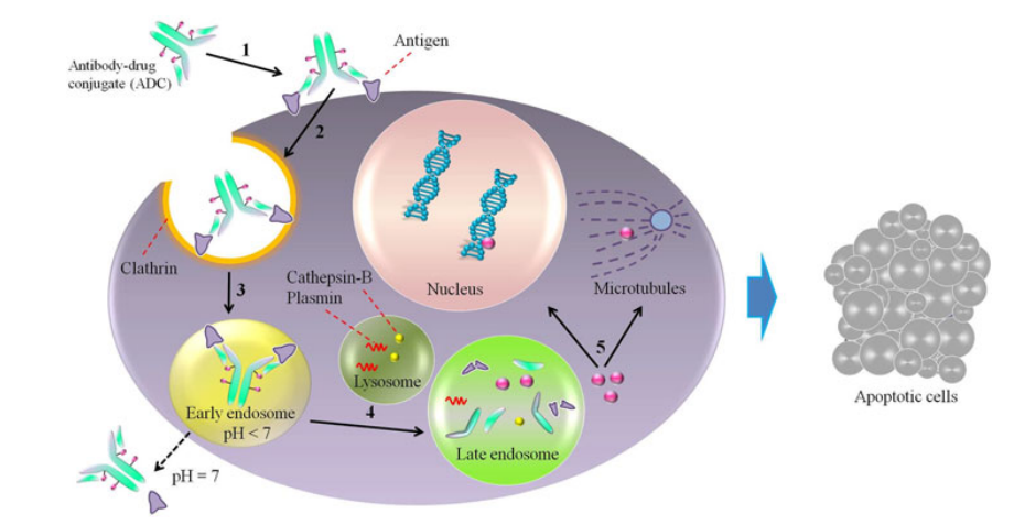 Why is immunohistochemistry preferred for TROP-2 ADC companion ...