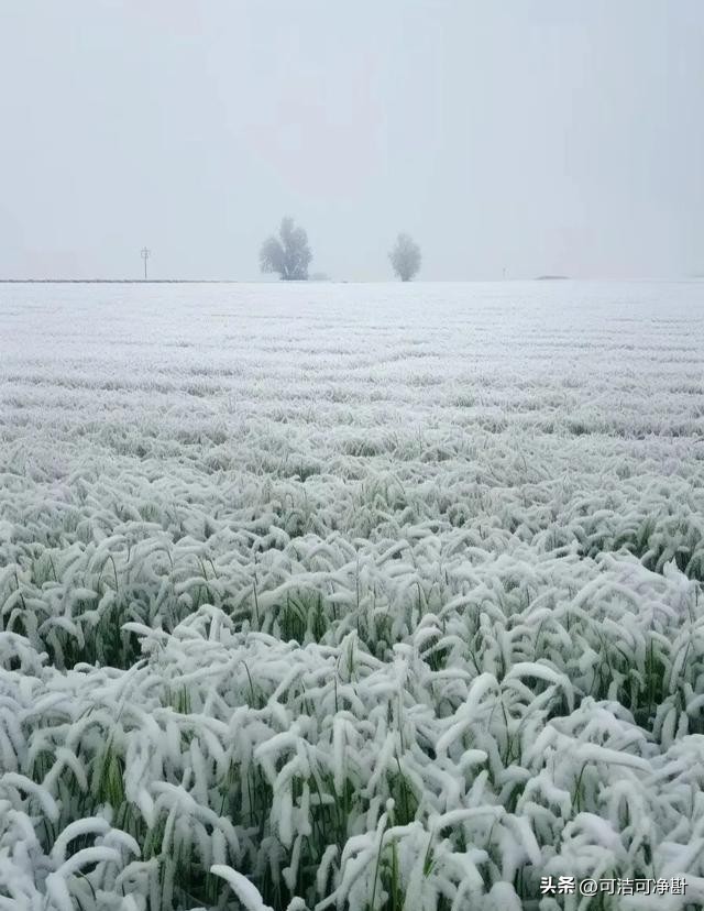 The rare Cold Dew is coming. This winter is unusual. Five major omens ...