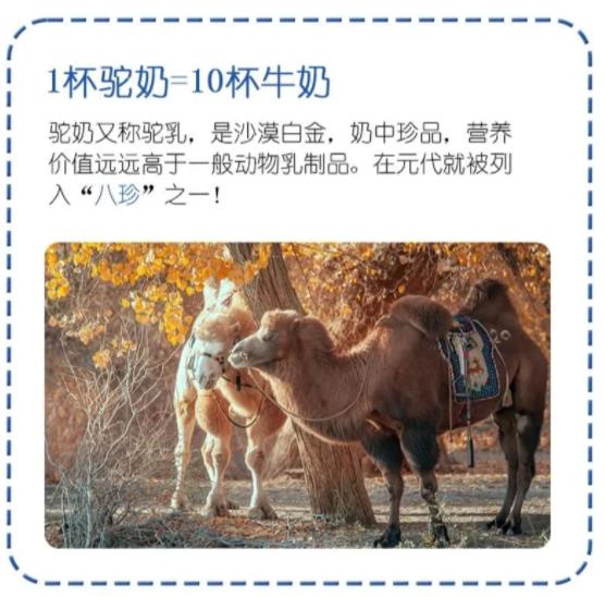 Can camel milk improve high blood sugar? Reveal the impact of camel ...