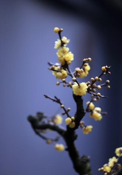 Fei Yuqing's classic "Yi Jian Mei" is reproduced - iMedia