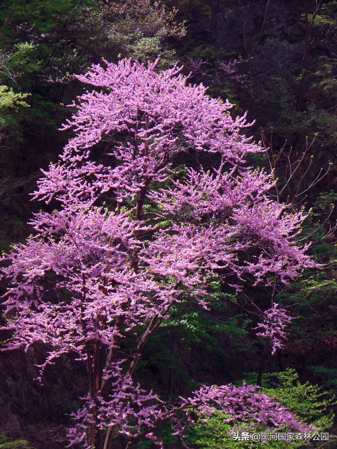 The Bauhinia is prosperous in Xi'an Zhouzhi!Stunning the whole Heihe ...