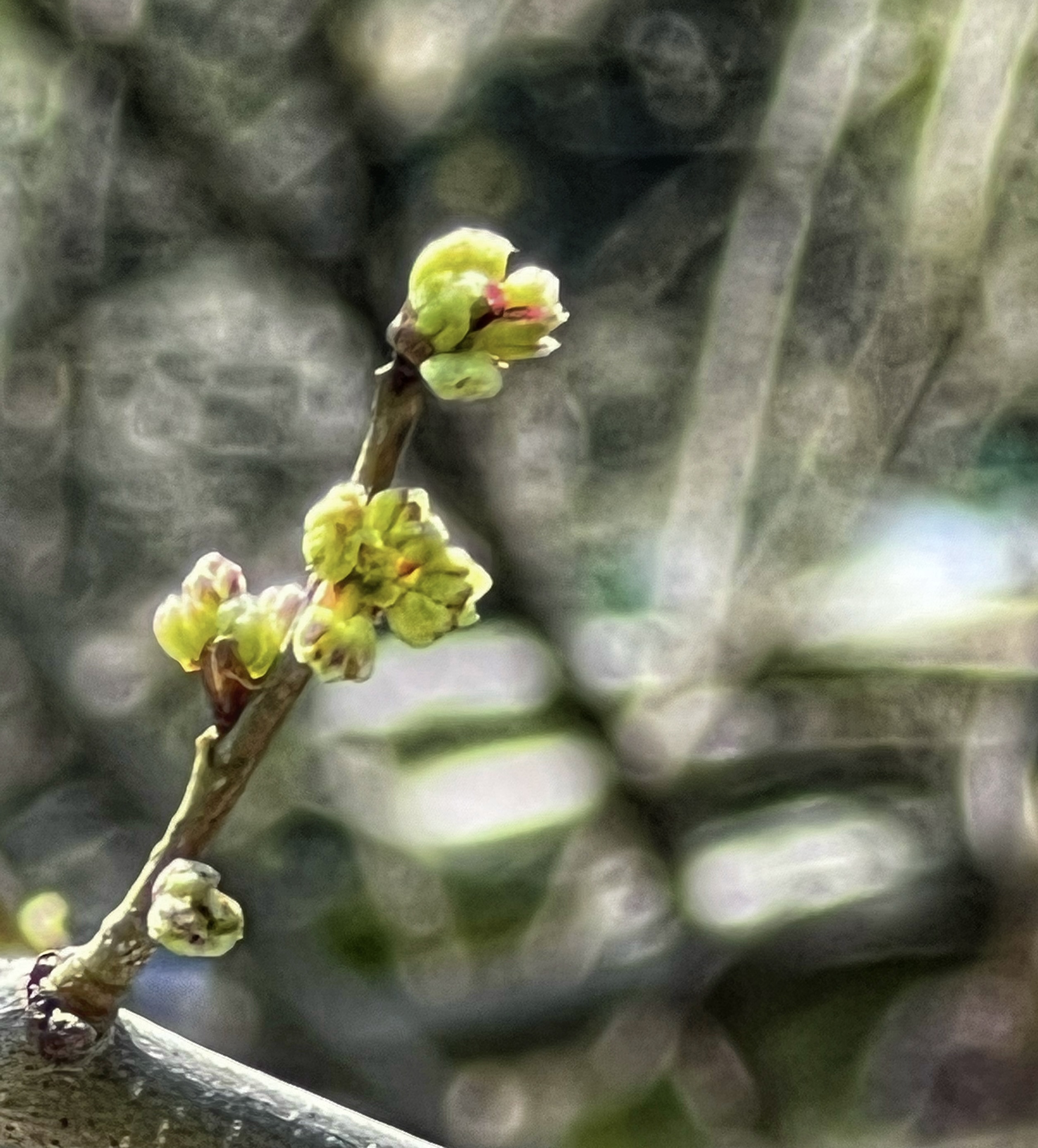 Centennial green sandalwood tree full of flowers - iNEWS