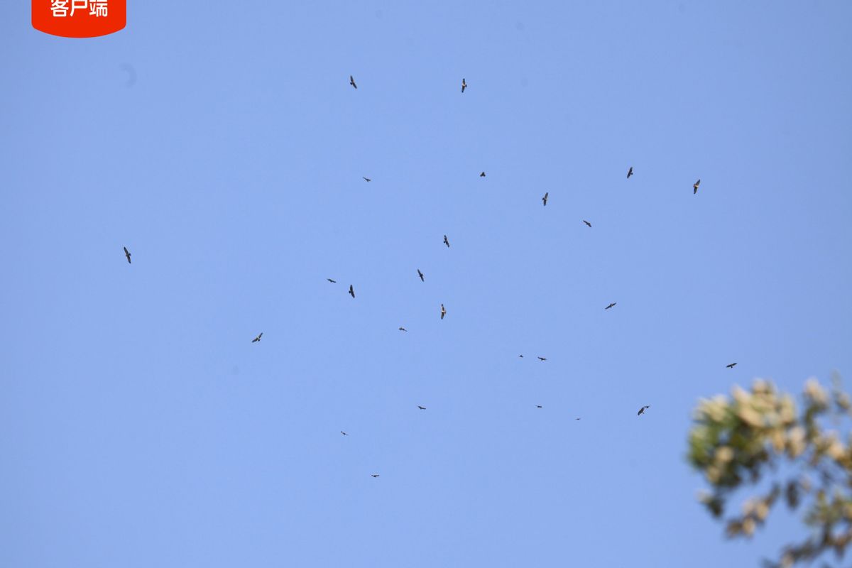 11,175! The first "10,000 Raptor Day" of autumn raptor monitoring in ...