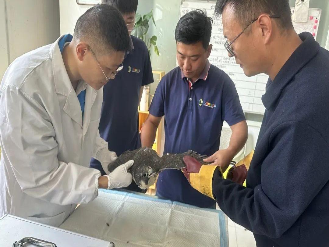 The injured Peregrine Falcon was rescued in Rizhao! It is a national ...