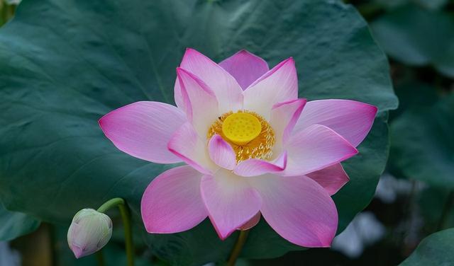 Emotional entanglements in Xu Zhimo's life: Exploring his true love ...