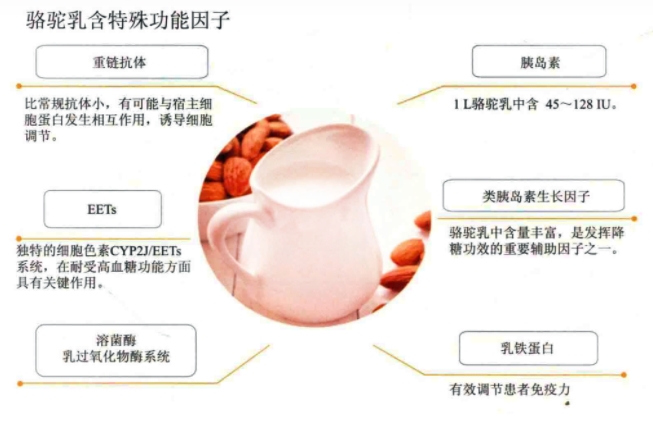 Can camel milk improve high blood sugar? Reveal the impact of camel ...