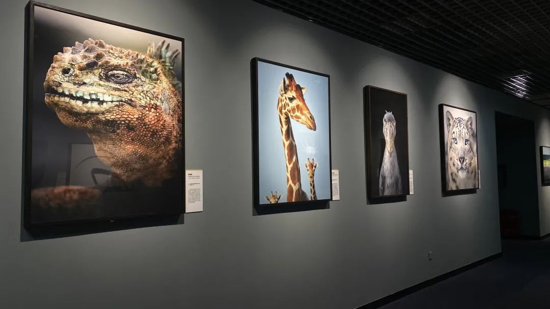 The Disappearing World - Endangered Animals Photography Exhibition - iNEWS