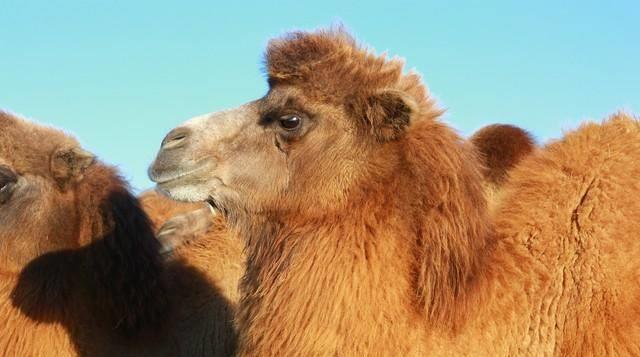 How do camels escape from predators? Uncover the secrets of desert ...