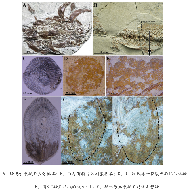 Cattle!"Fishing" on the Qinghai-Tibet Plateau, Lanzhou University ...