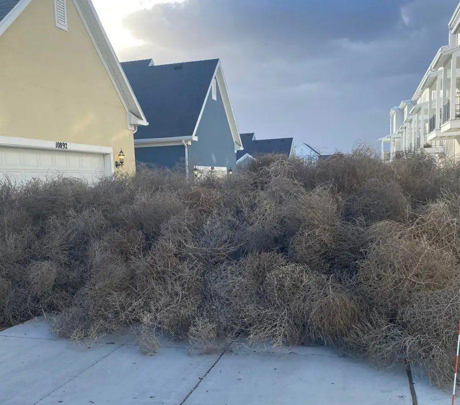 Tumbleweeds are invading the world, but why can't they be so aggressive ...