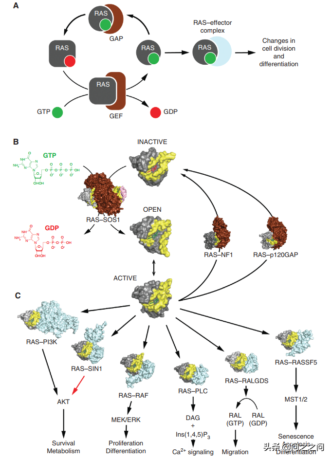 Classification of KRAS Activating Mutations and Implications for ...