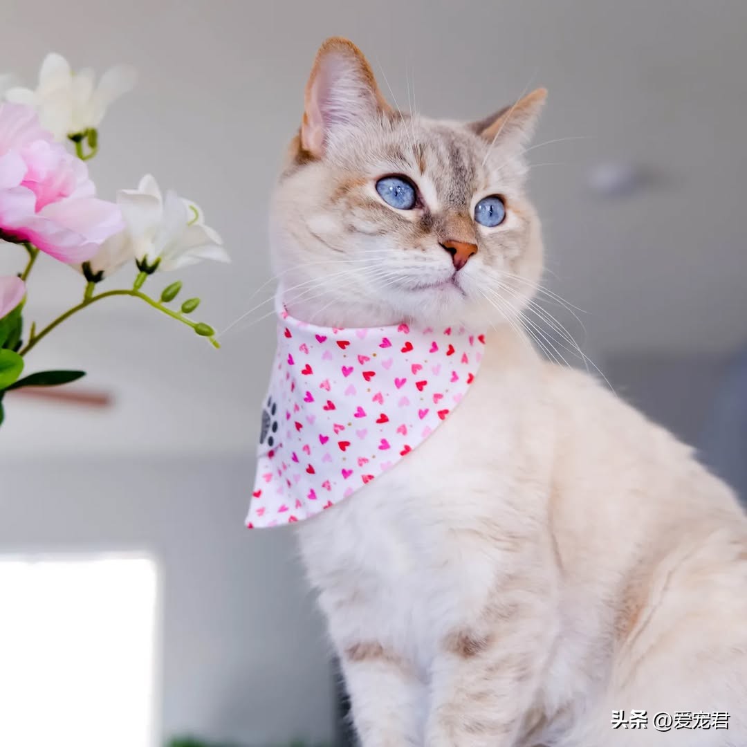 Is your cat "left-handed" or "right-handed"? 7 quick tests to identify ...