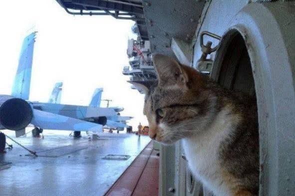 Ships are so taboo about the presence of rats, so how do they get on ...