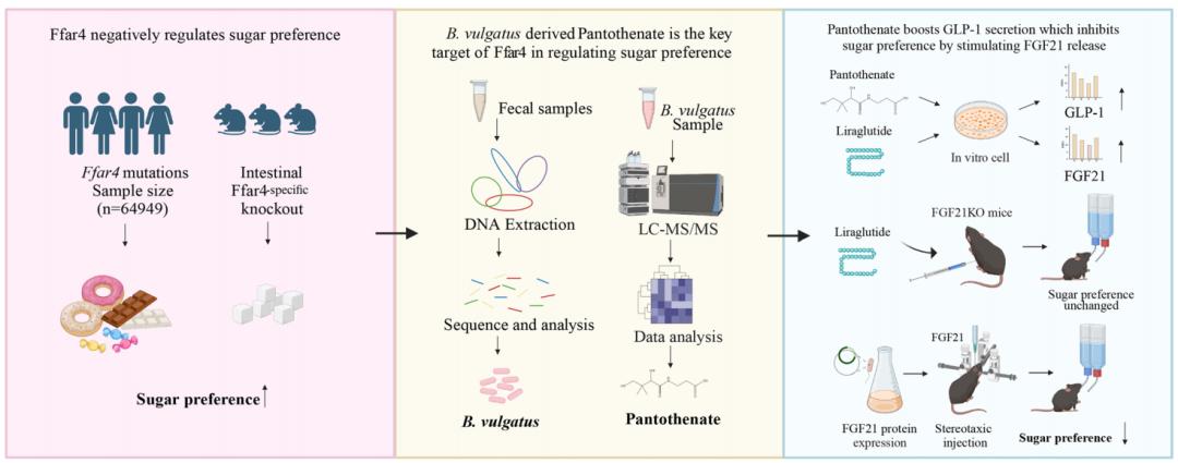 Zhu Shenglong and others from Jiangnan University revealed the gut ...