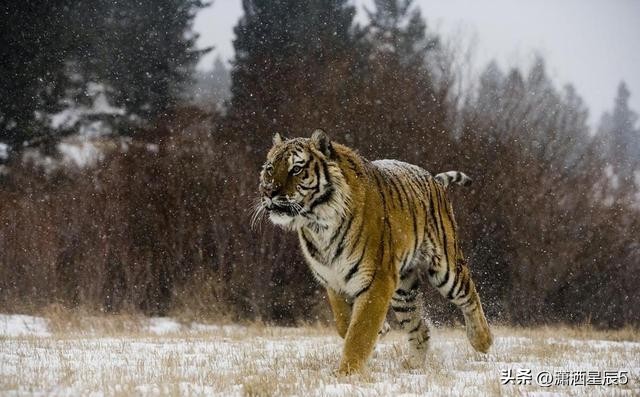 A brown bear in Changbai Mountain captured a tiger cub. The Siberian ...