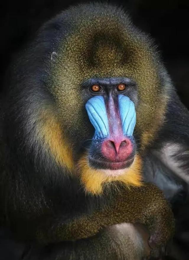 A mysterious tribe of 670,000 people: They use the mandrill as a totem ...