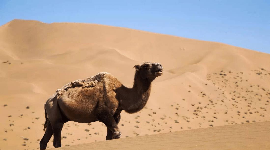 How do camels escape from predators? Uncover the secrets of desert ...