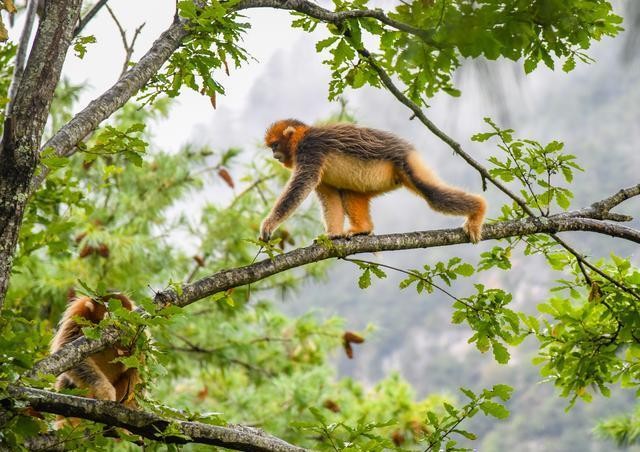 Approaching the Sichuan Golden Monkey Habitat Park - iMedia