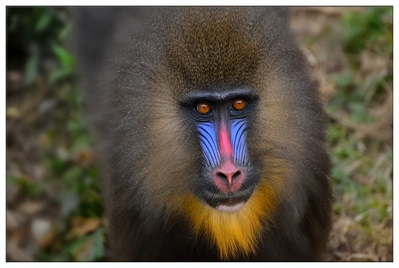 Red nose blue face rainbow fart, mandrill!"Monkey King" with makeup ...