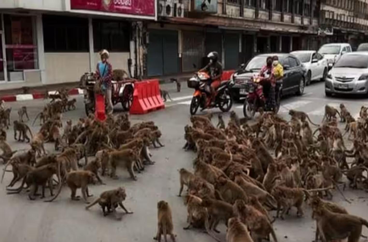 A big melee among monkeys in Thailand! 37 male monkeys were captured ...
