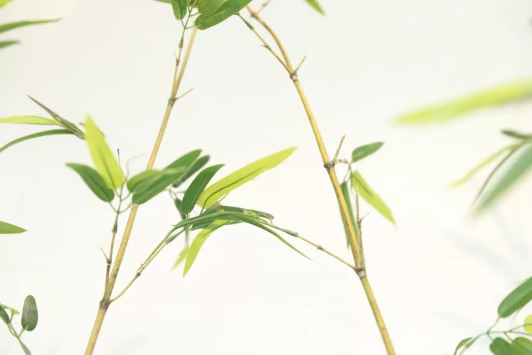 57 "Bamboo" Poems - iMedia