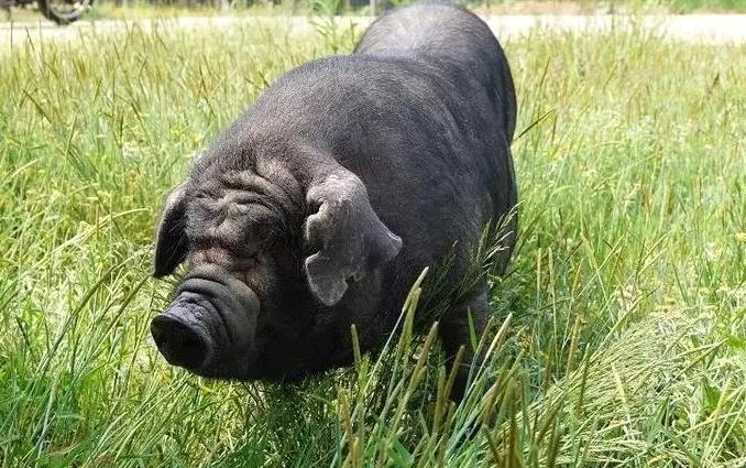 Foreigners don't eat pigs but we eat foreign pigs all the time - iMedia