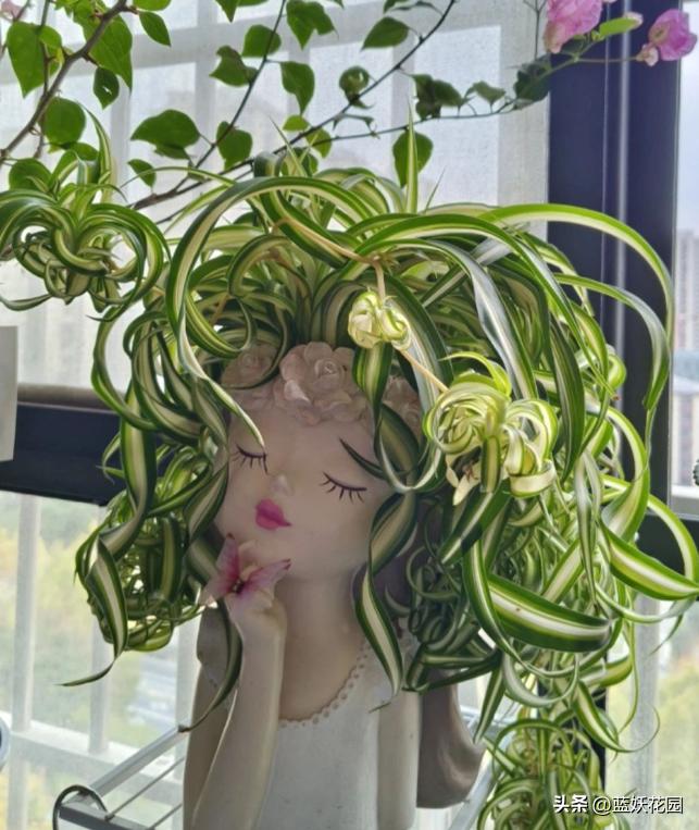 Bonnie Curly Leaf Hanging Plant, born with curly hair, is called French ...