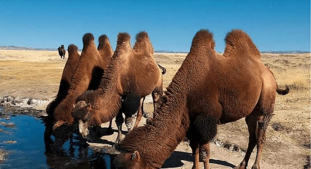 How do camels escape from predators? Uncover the secrets of desert ...
