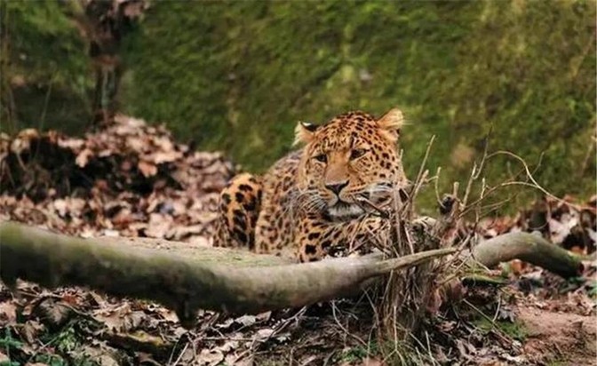 A North China leopard in Taihang Mountains was scratched on the face by ...