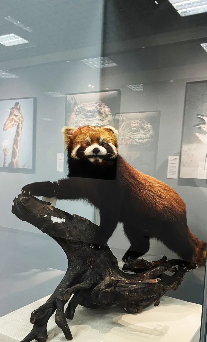 The Disappearing World - Endangered Animals Photography Exhibition - iNEWS