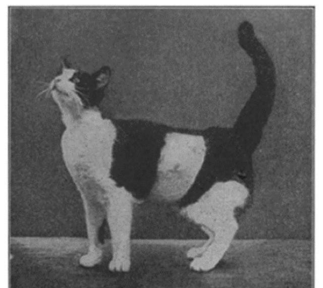 Team Meow Meow made a great contribution to winning the Nobel Prize ...