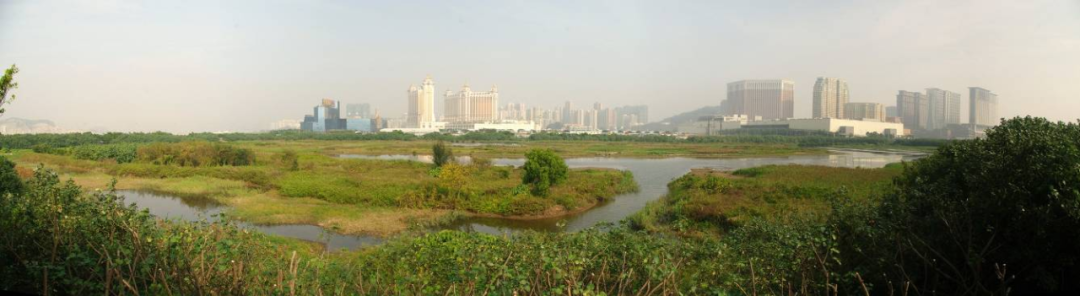 Walking with green │ Feel the beauty of Cotai Ecological Reserve - iNEWS