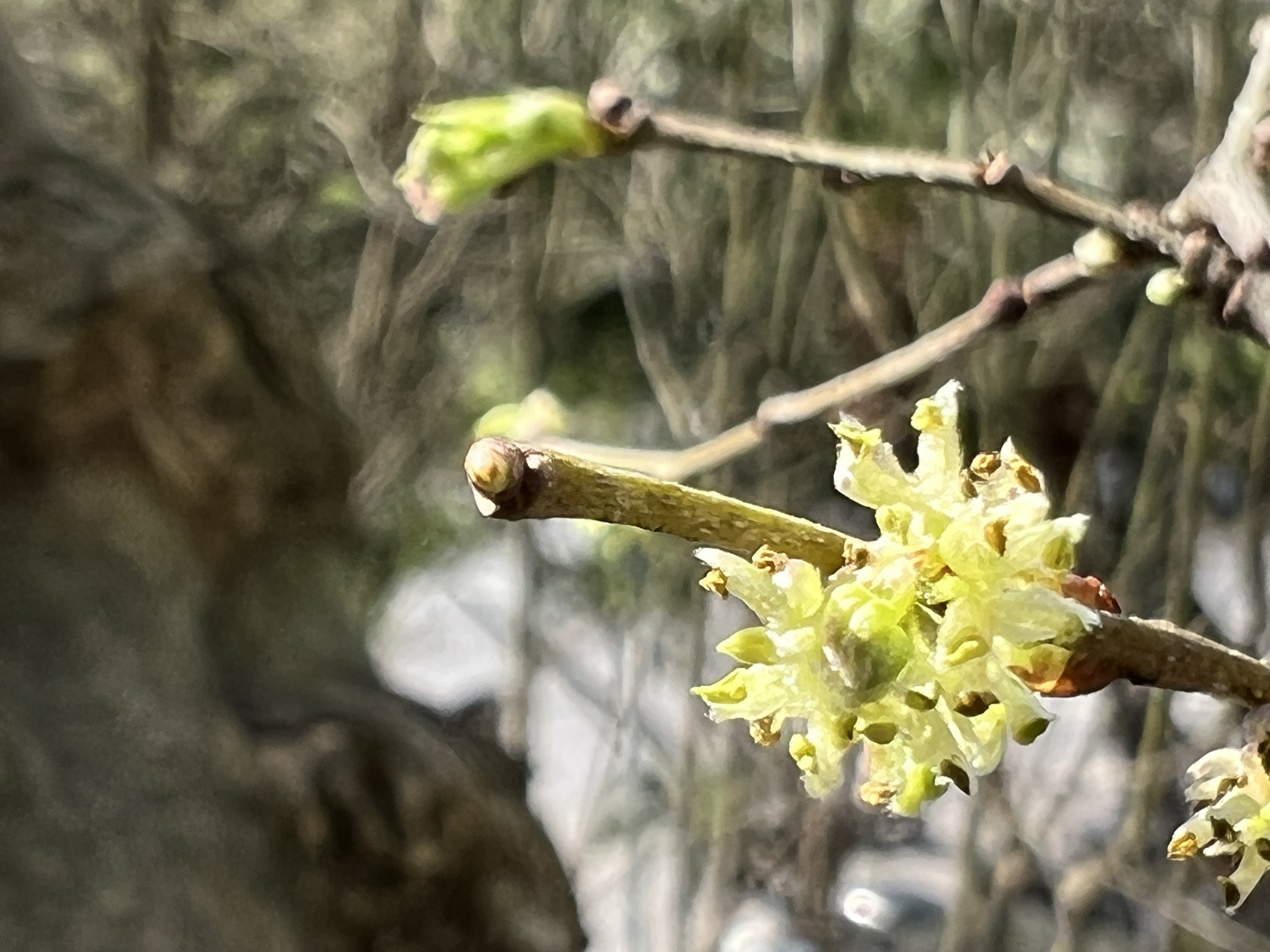 Centennial green sandalwood tree full of flowers - iNEWS
